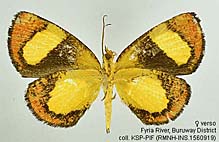 Papua Insects Foundation (Lepidoptera/Callidulidae: thumbnails)